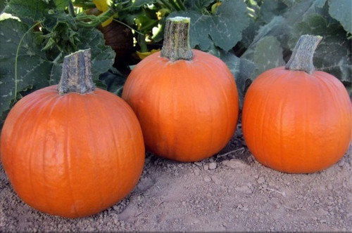 Darling F1 Pumpkin - Holmes Seed Company