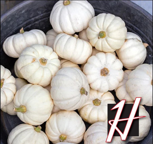 Baby Boo Pumpkin Seeds | Holmes Seed Company