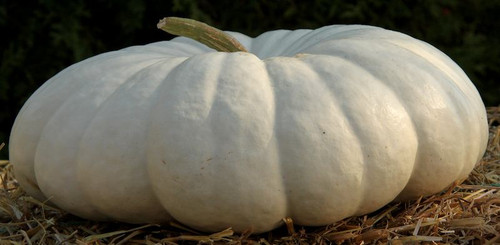 White Flat Boer Pumpkin Seeds | Holmes Seed Company