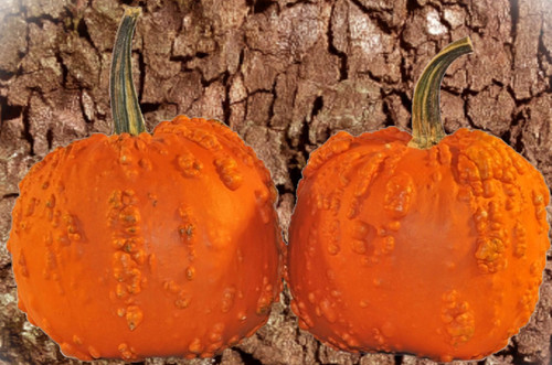 Goosebumps II Pumpkin Seeds | Holmes Seed Company