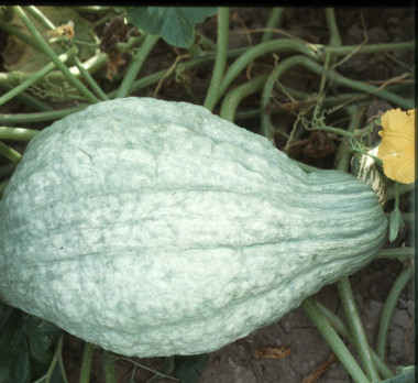 Blue Hubbard - Holmes Seed Company