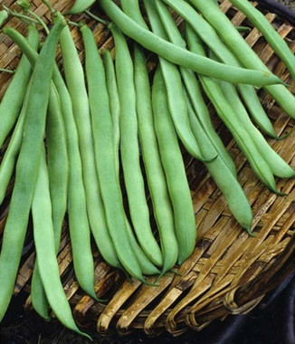 McCaslan 42 Beans - Holmes Seed Company