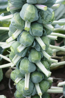 Franklin F1 Brussels Sprouts Seeds | Holmes Seed Company