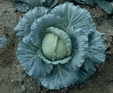 K-K Cross Improved F1 Cabbage Seeds | Holmes Seed Company