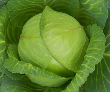Early Flat Dutch Cabbage | Holmes Seed Company