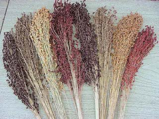 Mixed Colors Broom Corn | Holmes Seed Company