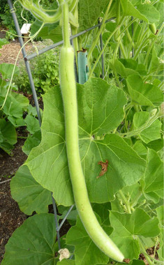 Italian Edible Gourd | Holmes Seed Company