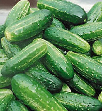 Bush Pickle F1 Cucumber | Holmes Seed Company