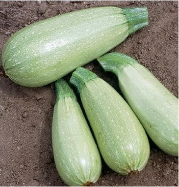 Magda Mediterranean Summer Squash Seeds | Holmes Seed Company