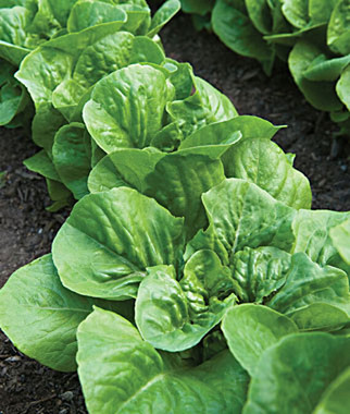 Little Caesar Lettuce | Holmes Seed Company