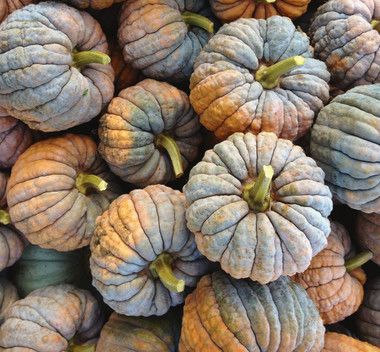 Black Futsu Ornamental Moschata Squash Seeds | Holmes Seed Company