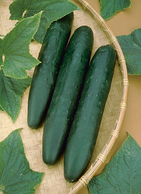 Sweet Success F1 Cucumber | Holmes Seed Company