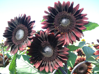 Procut® Red F1 Sunflower | Holmes Seed Company