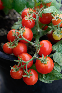 Little Birdy "Red Robin" Tomato | Holmes Seed Company