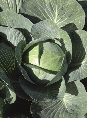 Expectation F1 Cabbage | Holmes Seed Company