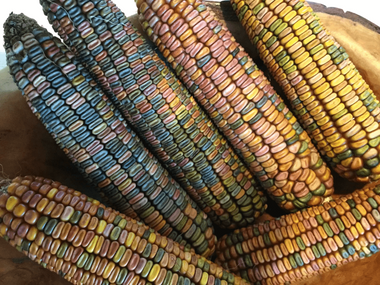 Earth Tones Dent Corn | Holmes Seed Company