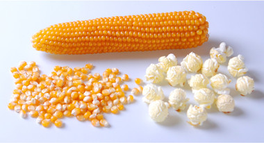 R400MR F1 Popcorn | Holmes Seed Company