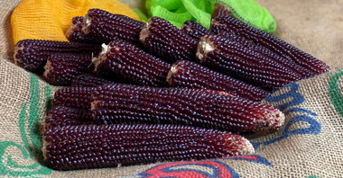 Robust Ruby Red F1 Popcorn | Holmes Seed Company