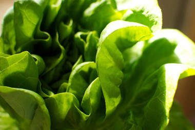 Summer Bibb Lettuce | Holmes Seed Company