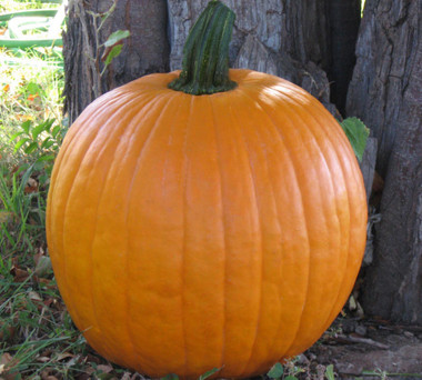Mustang Pumpkin Seeds | Holmes Seed Company