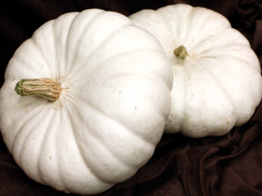 White Flat Boer - Holmes Seed Company