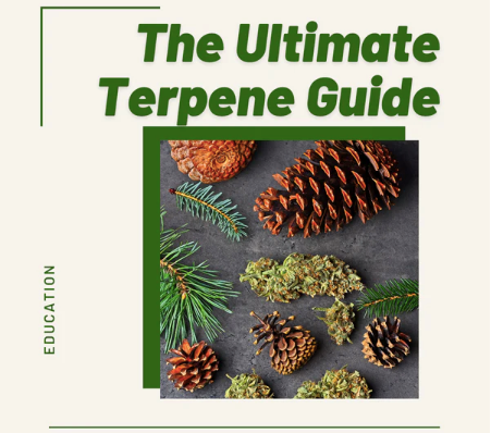 What are Terpenes? - The Ultimate Terpene Guide - HappyTrails