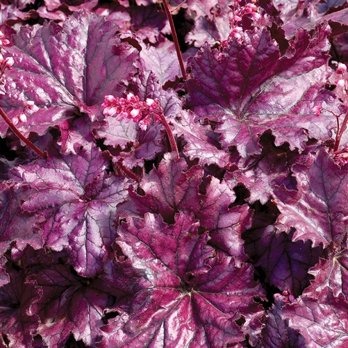 Coral bells (Heuchera) Products - Santa Rosa Gardens