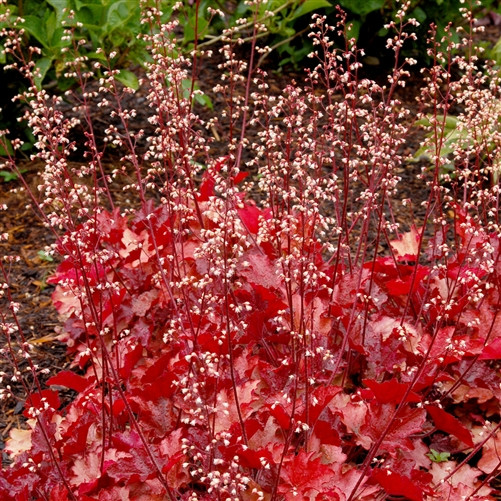 Coral bells (Heuchera) Products - Santa Rosa Gardens