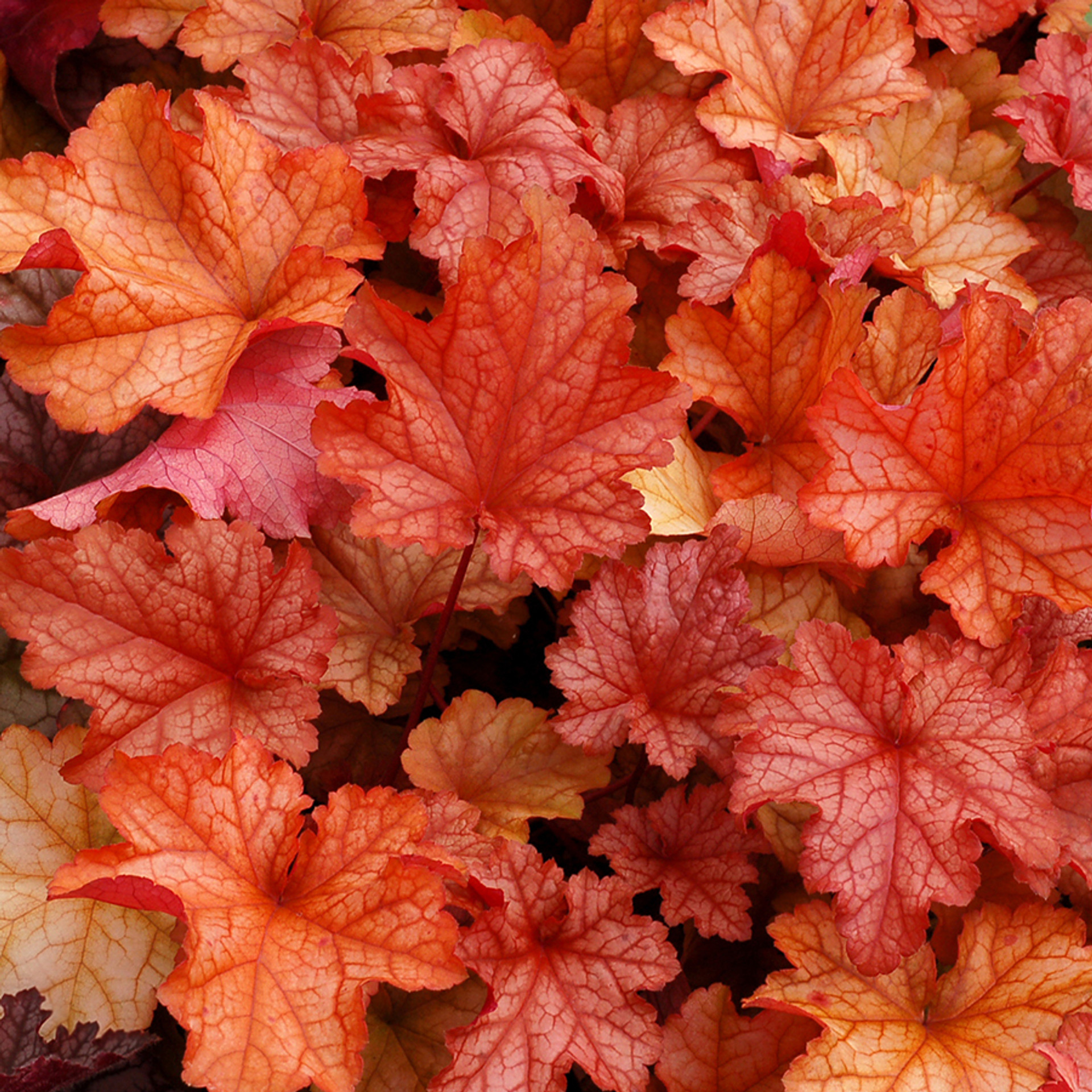 Heuchera Paprika PP24575 Potted Plants From Santa Rosa Gardens heuchera-paprika-pp24575-potted-plants-from-santa-rosa-gardens