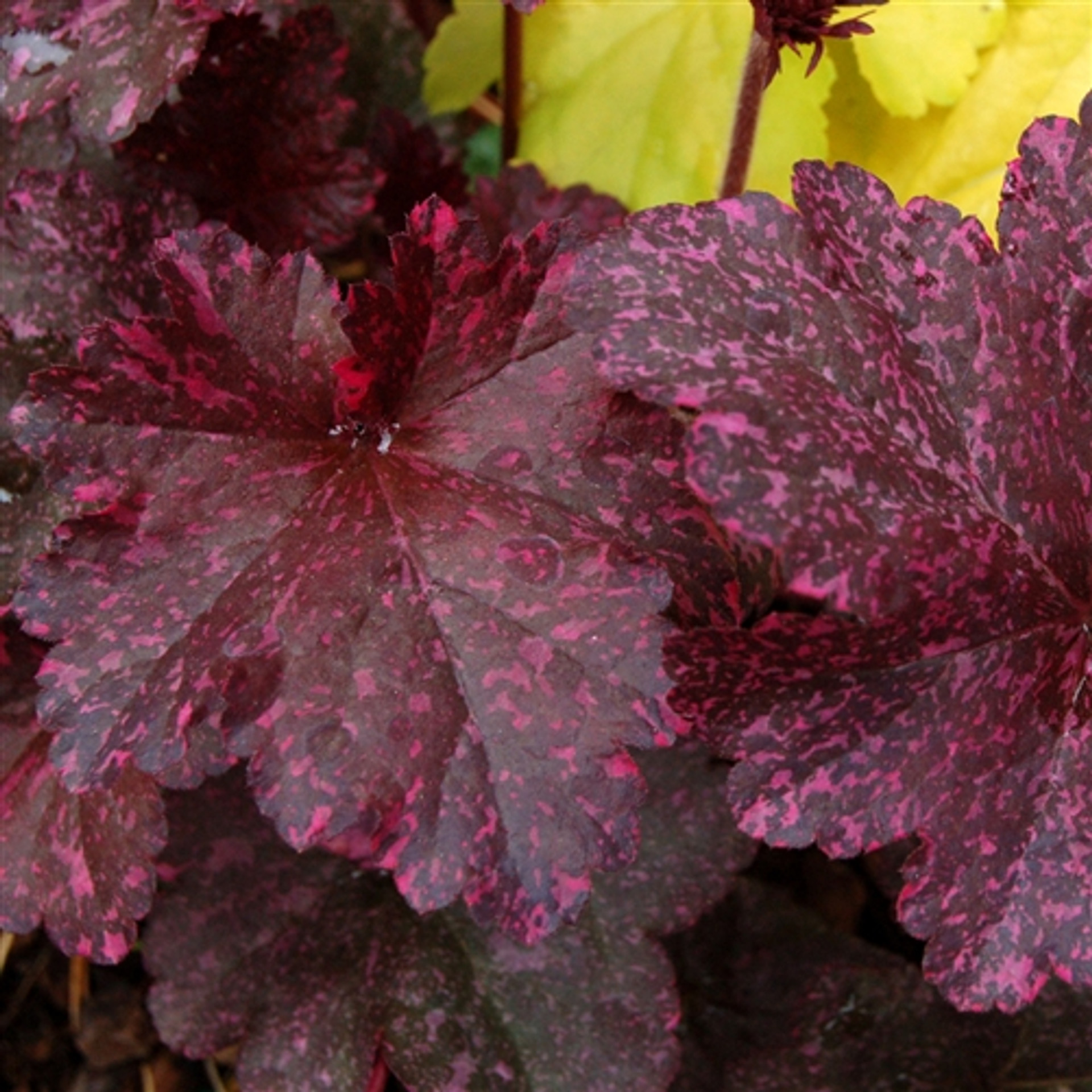 Heuchera Midnight Rose PP18551 Potted Plants From Santa Rosa Gardens heuchera-midnight-rose-pp18551-potted-plants-from-santa-rosa-gardens