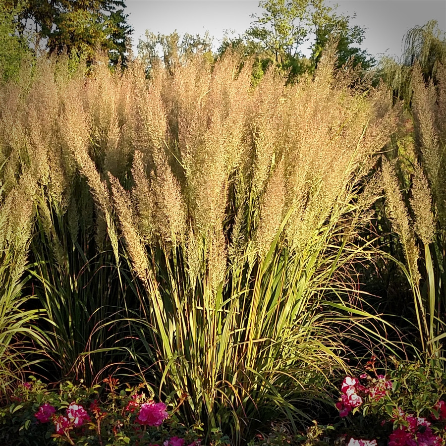 Ornamental Grasses - Page 1 - Santa Rosa Gardens