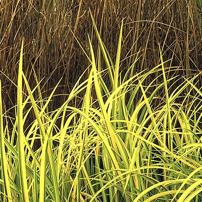 Ornamental Grasses - Page 1 - Santa Rosa Gardens