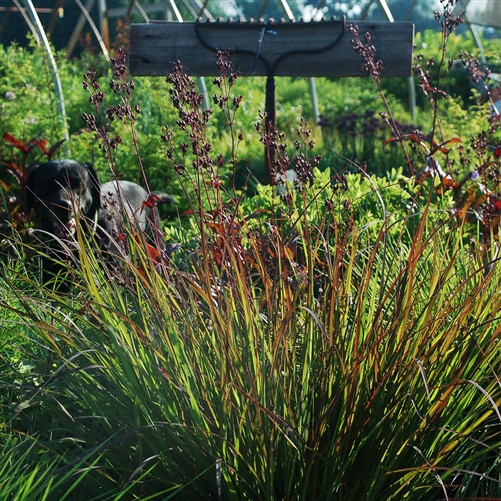 Ornamental Grasses - Page 1 - Santa Rosa Gardens
