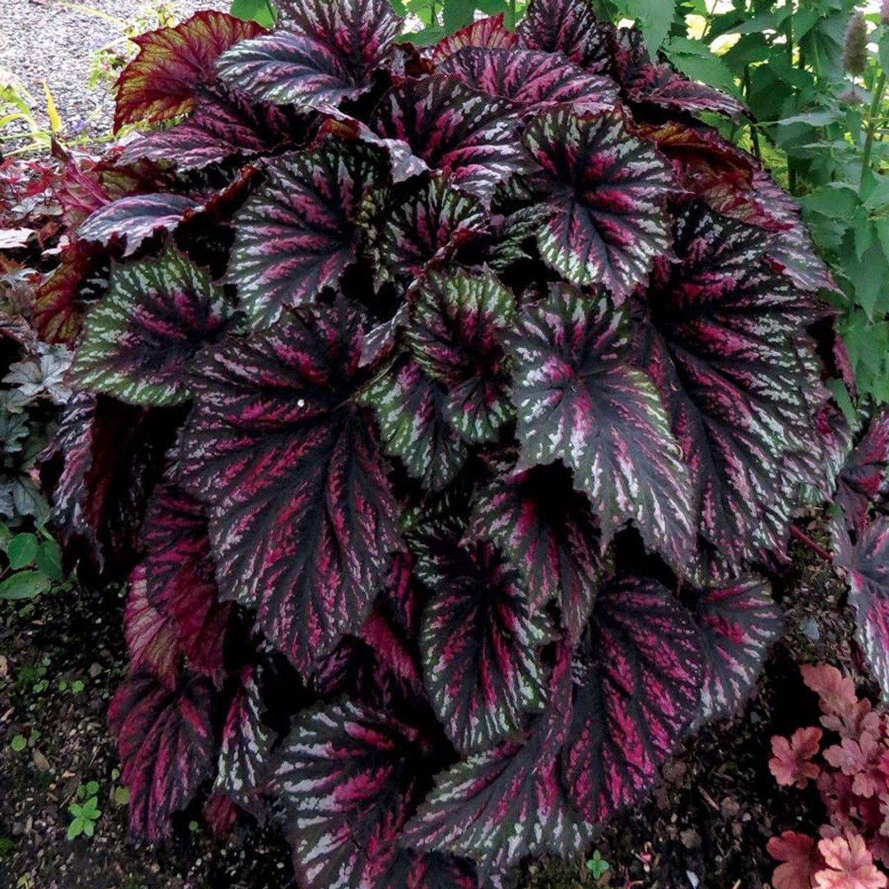 Begonia (Begonia) Products - Santa Rosa Gardens