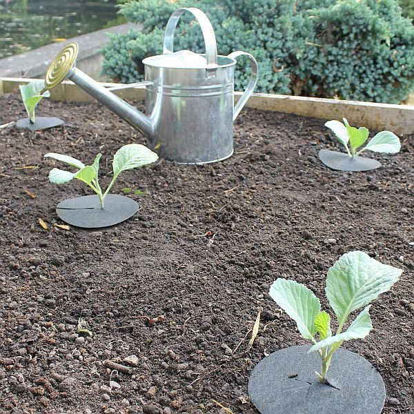 Cabbage Collars Pack of 20 - Garden Artisans LLC