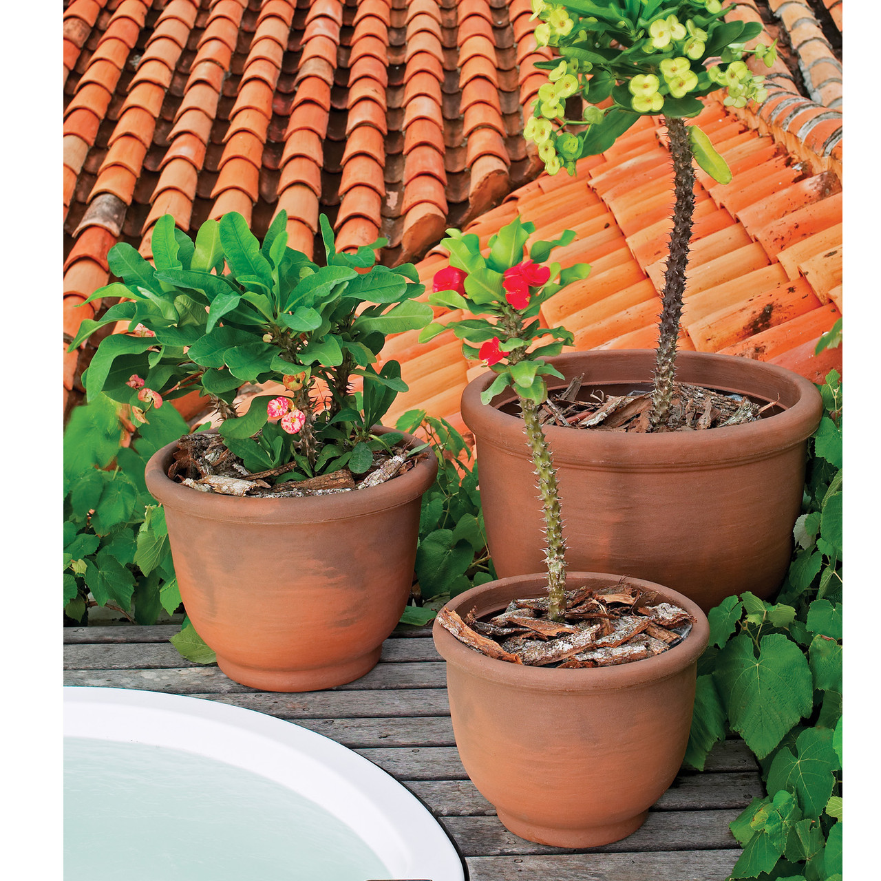 Agave Planters From Crescent