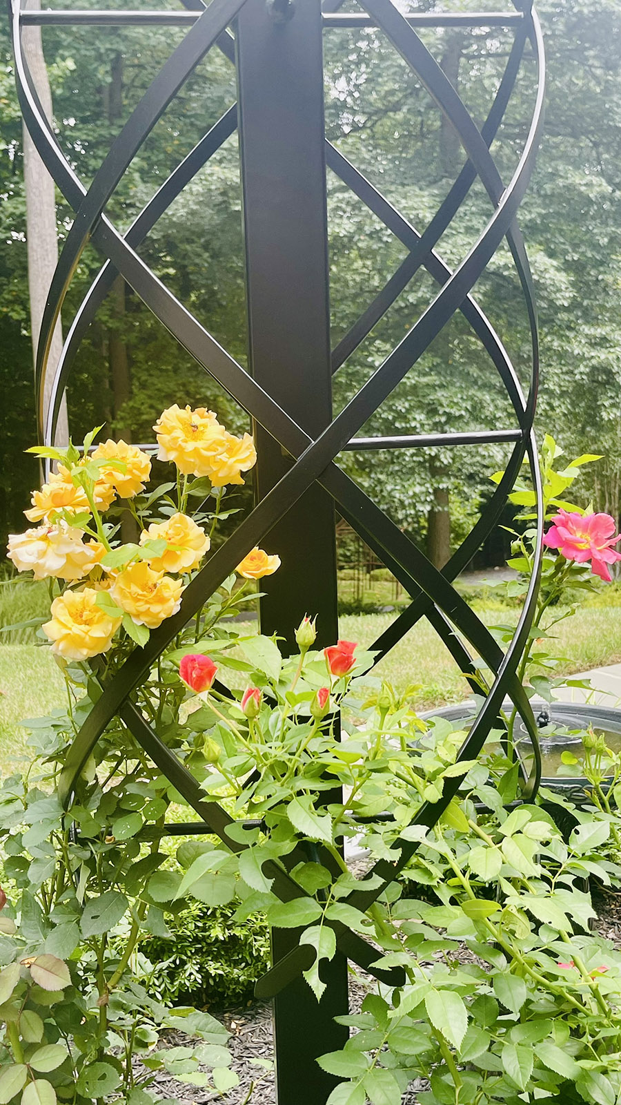 Charleston Rose Pillar - 20" and 24" dia. - Large Steel Rose Trellis