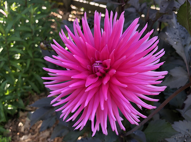 Guys and Dahlias: Tips on Growing this Fabulous Flower from the Experts ...