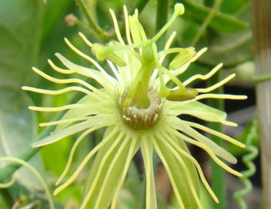 Native Vines Perfect for Any Size Garden Structure - Garden Artisans LLC