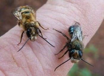 Mason Bees: A Valuable Early Spring Pollinator - Garden Artisans LLC