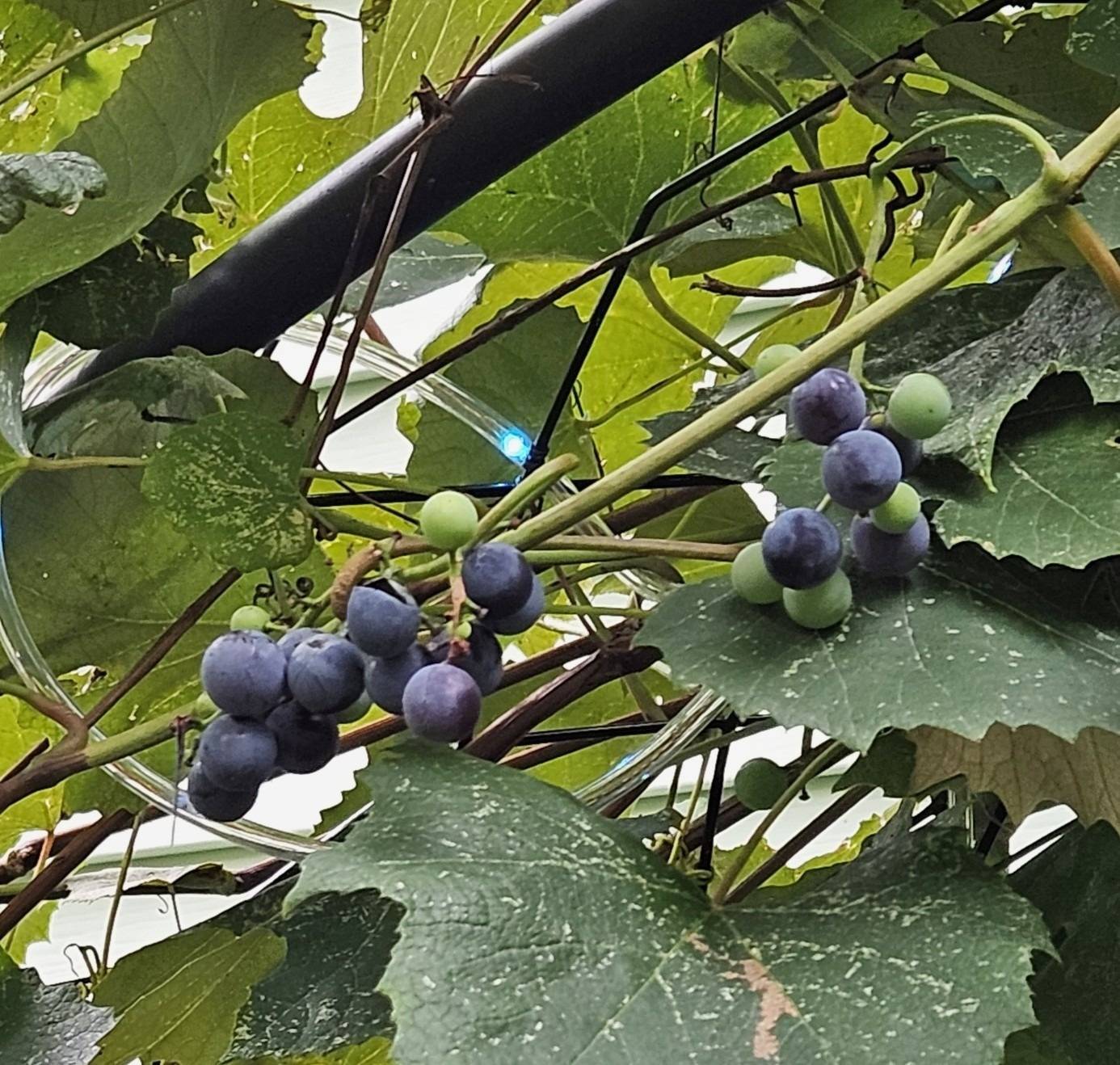 Backyard Grape Growing - Garden Artisans LLC