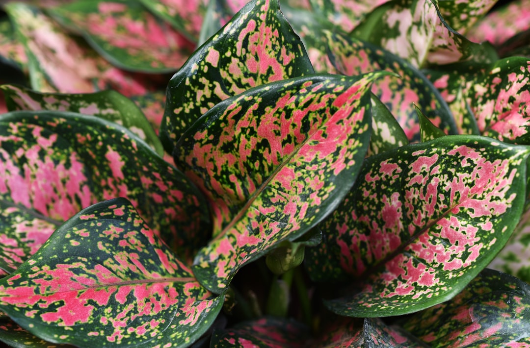 Pink Foliage Houseplants - Garden Artisans LLC