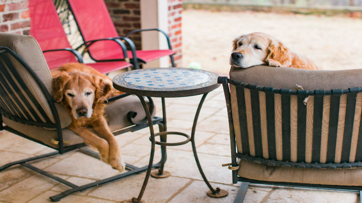 How to Keep Animals Cool During the Summer? - DripWorks