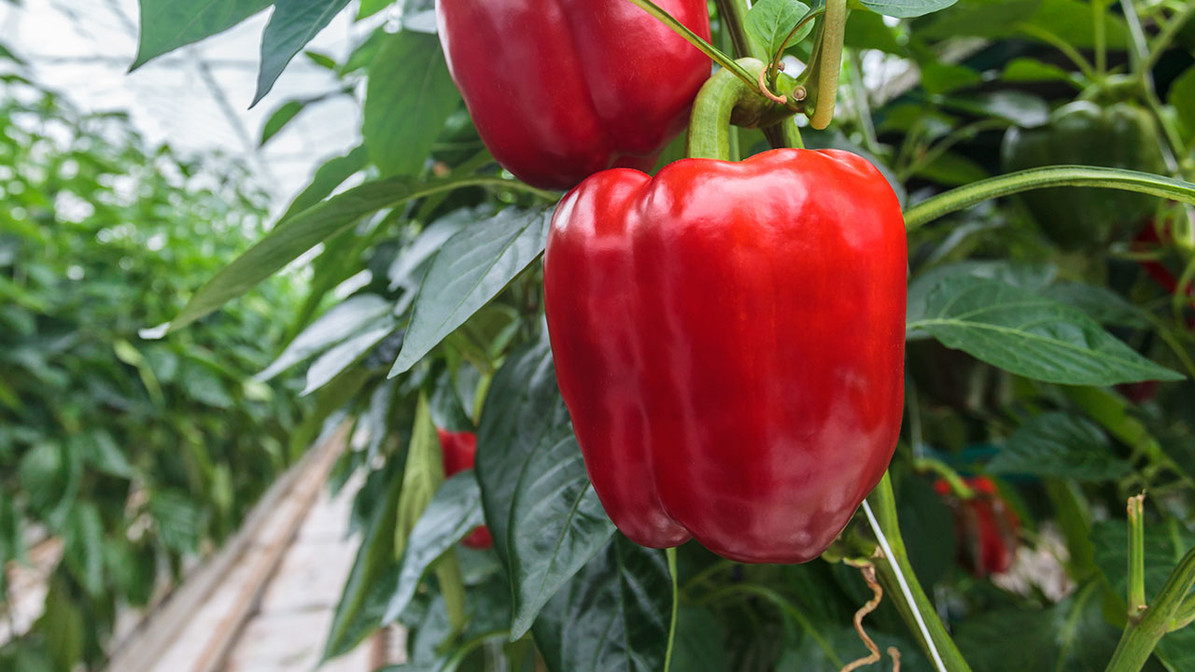 Growing Year Round - DripWorks