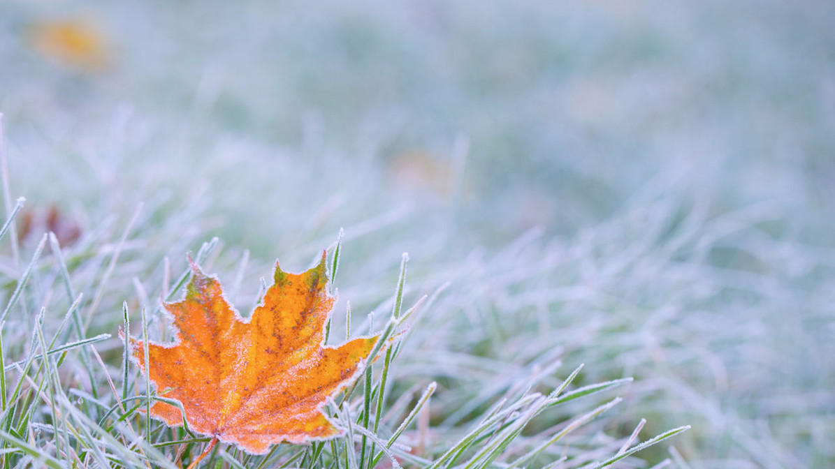 Mid-Winter Gardening Ideas - DripWorks