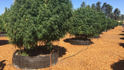 How to Grow Pot with Drip Irrigation - DripWorks
