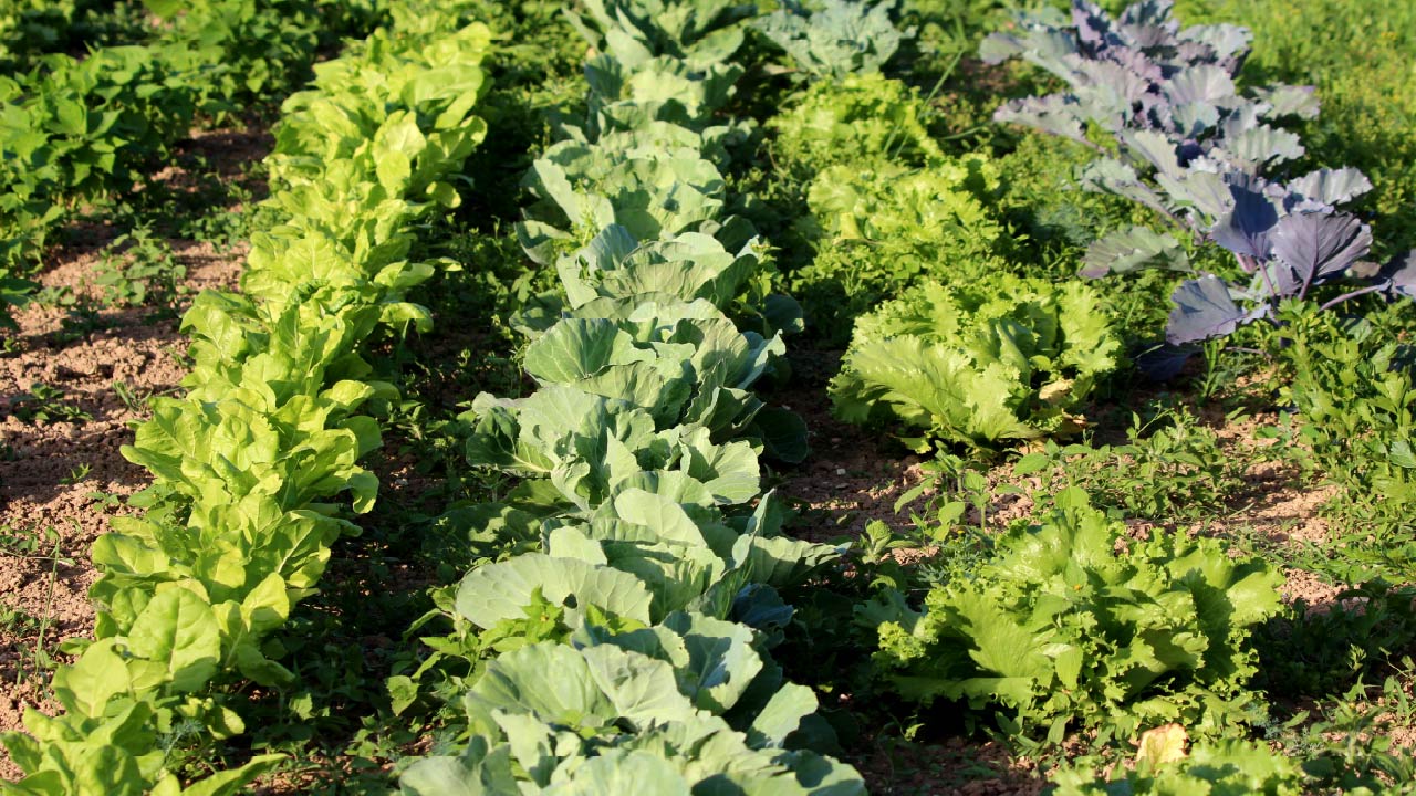 What to Plant Now for a Fall Vegetable Garden - DripWorks