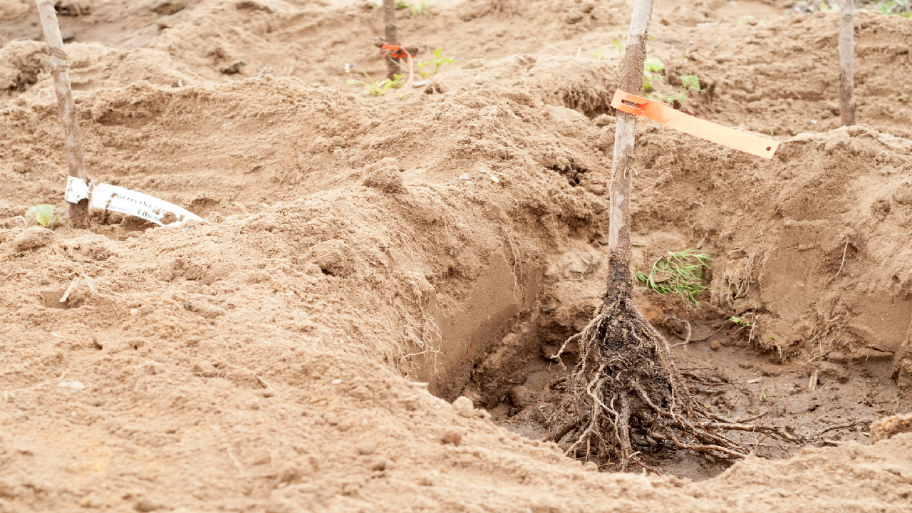 Everything You Need to Know About Bare Root Plants - DripWorks