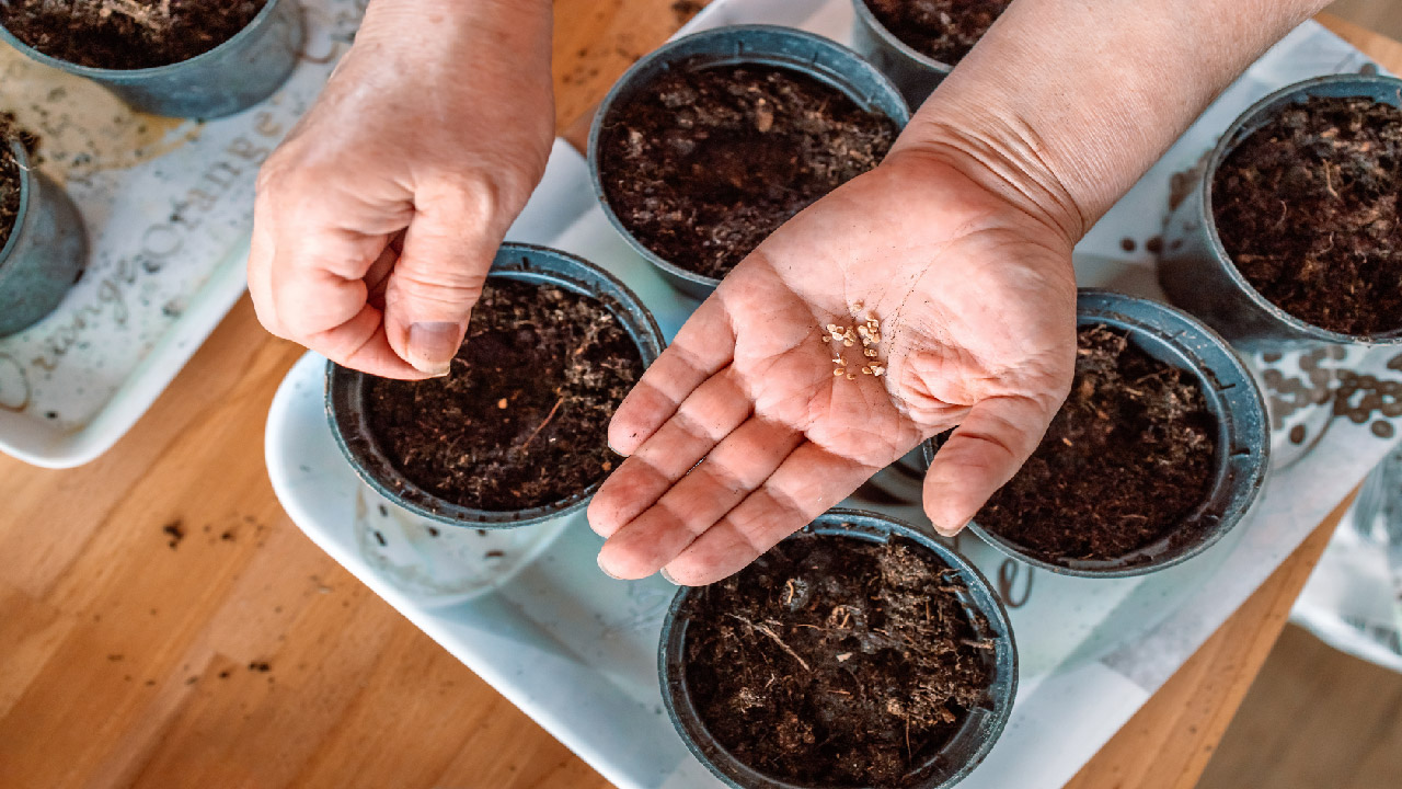 Buying Seeds: Everything You Need to Know about Ordering Seeds - DripWorks