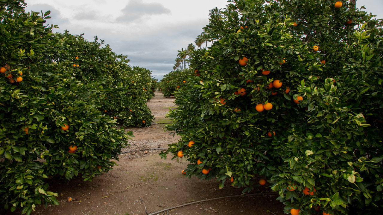 What is Pulse Drip Irrigation: A Complete Guide - DripWorks